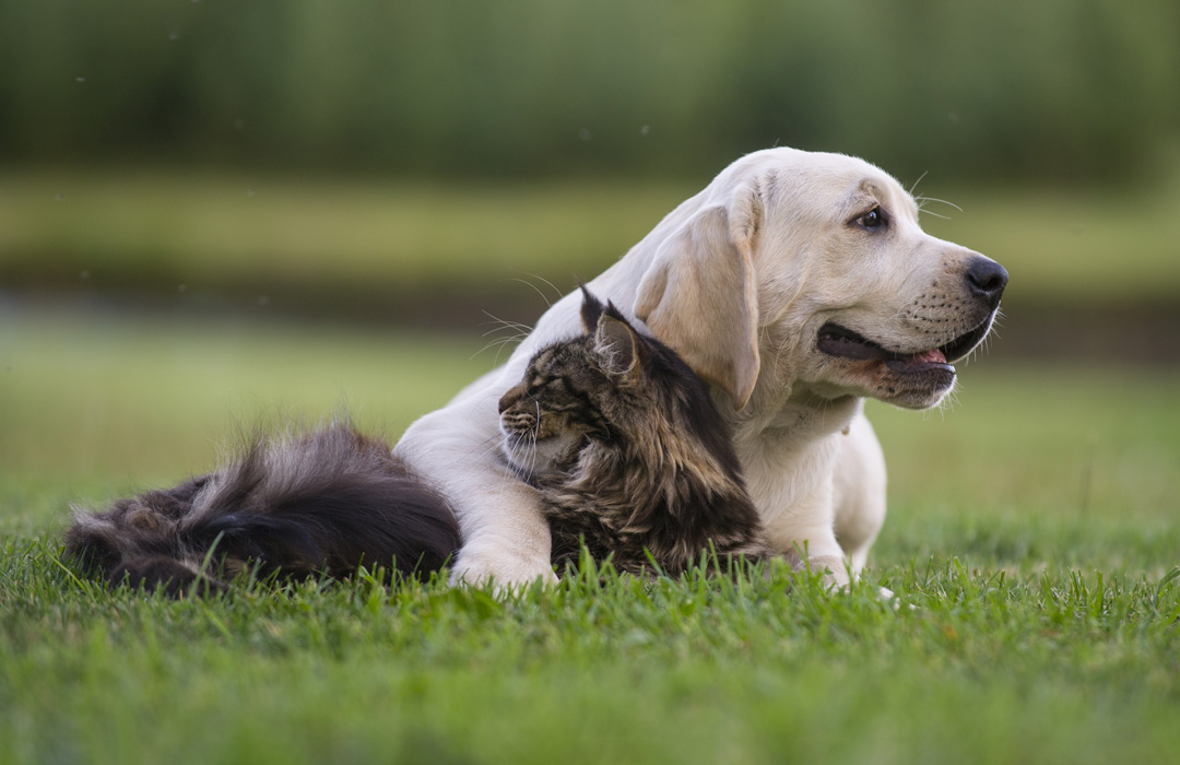 Melville Veterinary Clinic