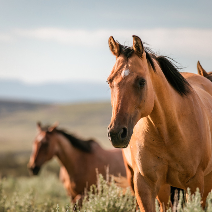 Melville Veterinary Clinic
