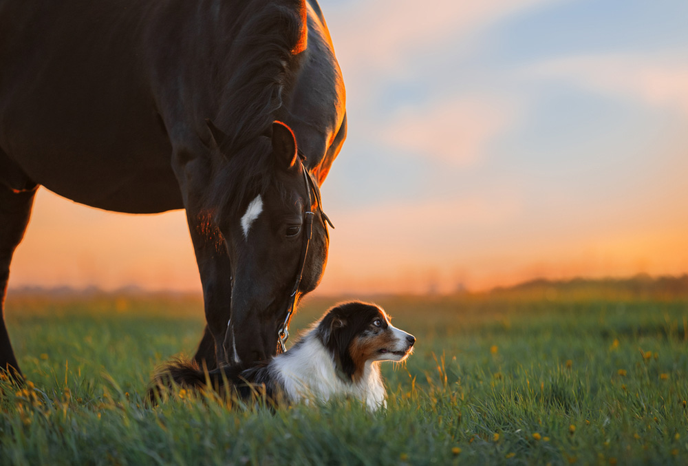 Melville Veterinary Clinic